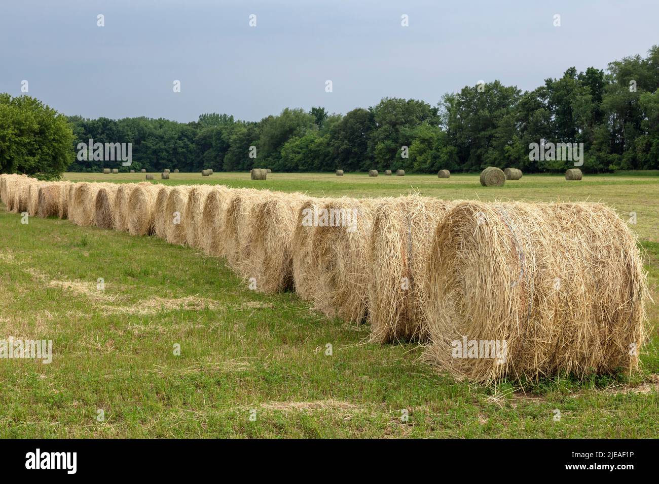 Fresh rolled bales of Hay, Hay field, E USA, by James D Coppinger ...