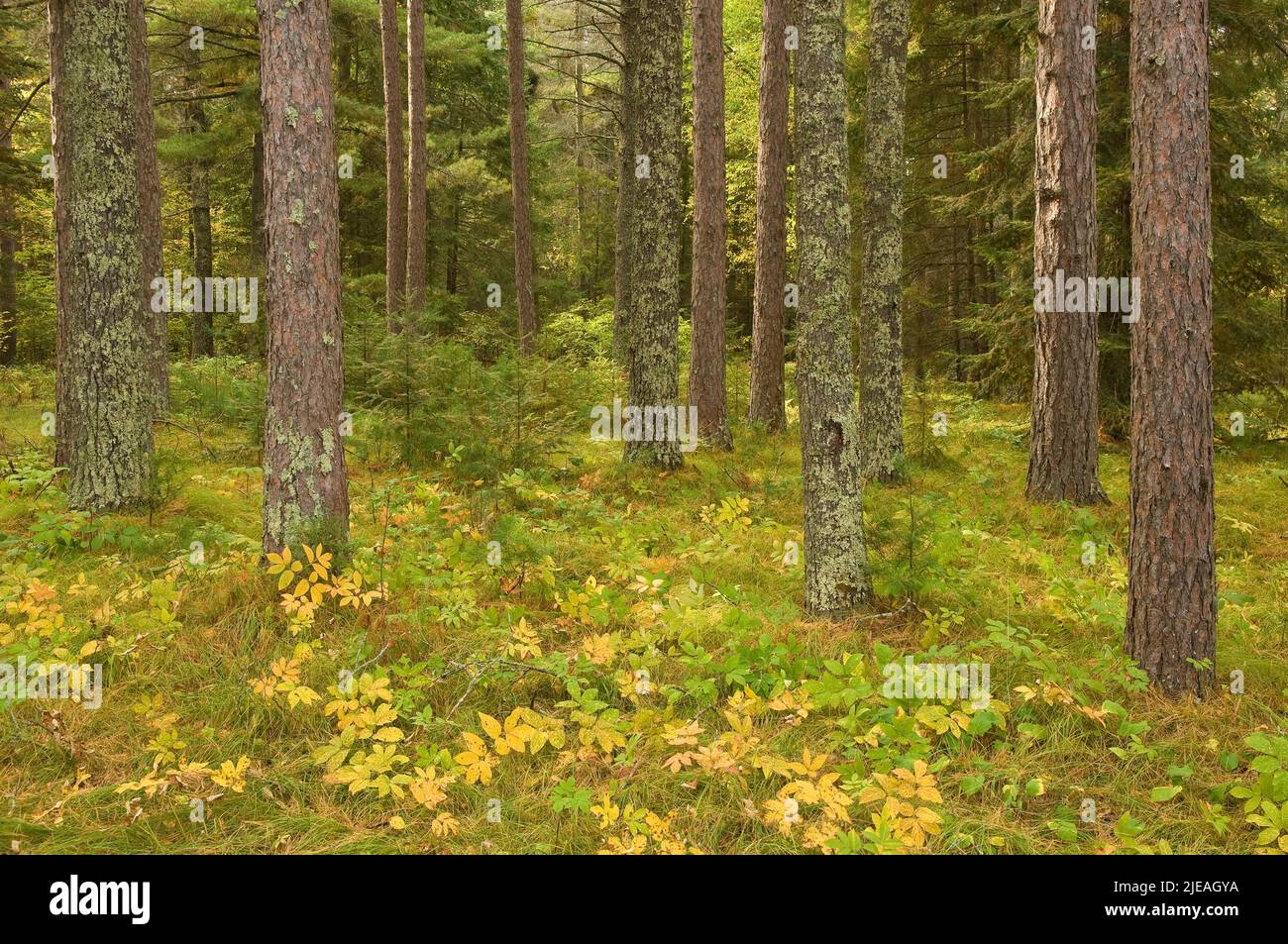 Red Pine Forest (Pinus resinosa), Autumn, Minnesota, USA, by Gary A ...