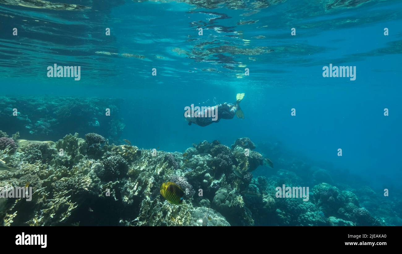 Red Sea, Egypt. 26th June, 2022. Woman in diving equipment swimming on ...