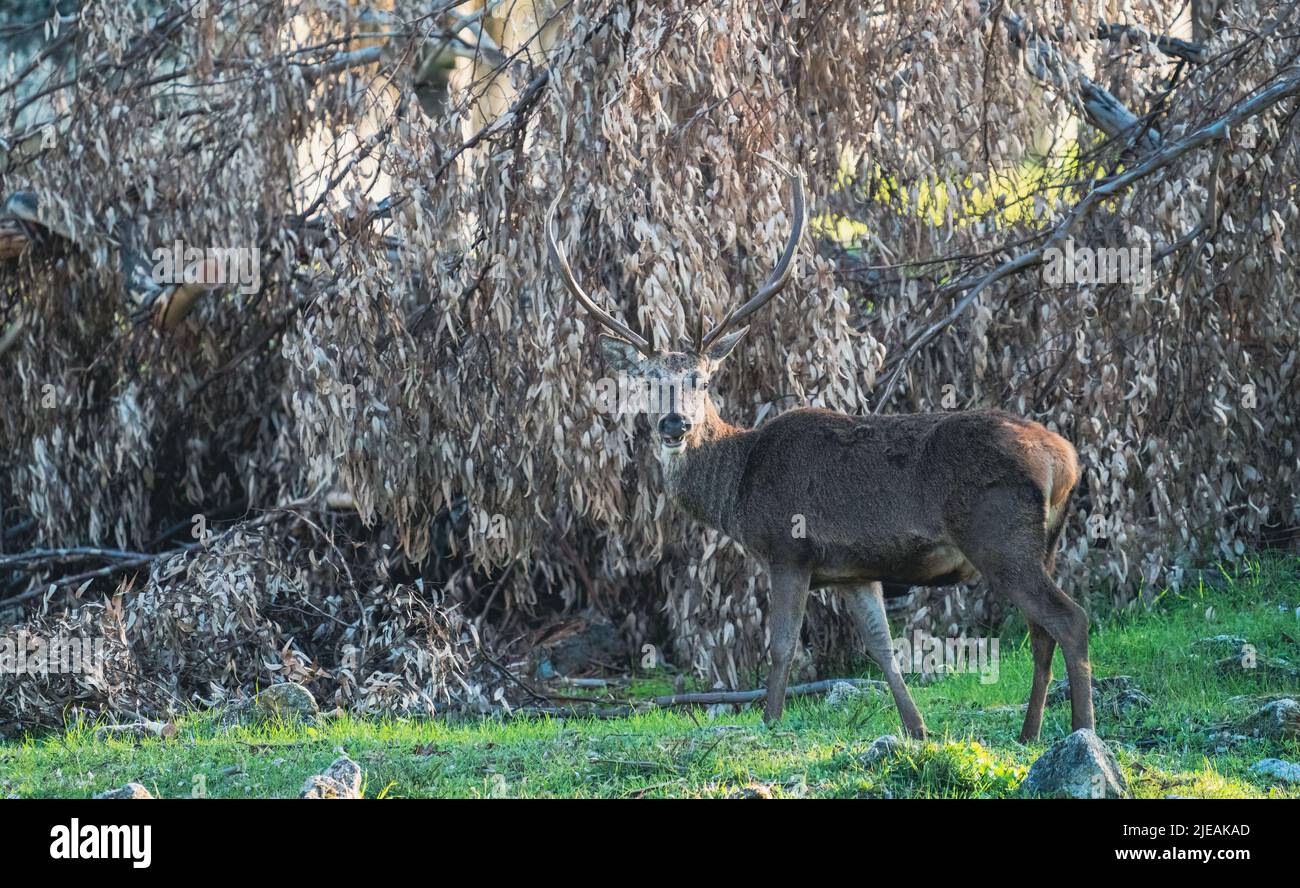 Deer chewing hi-res stock photography and images - Alamy