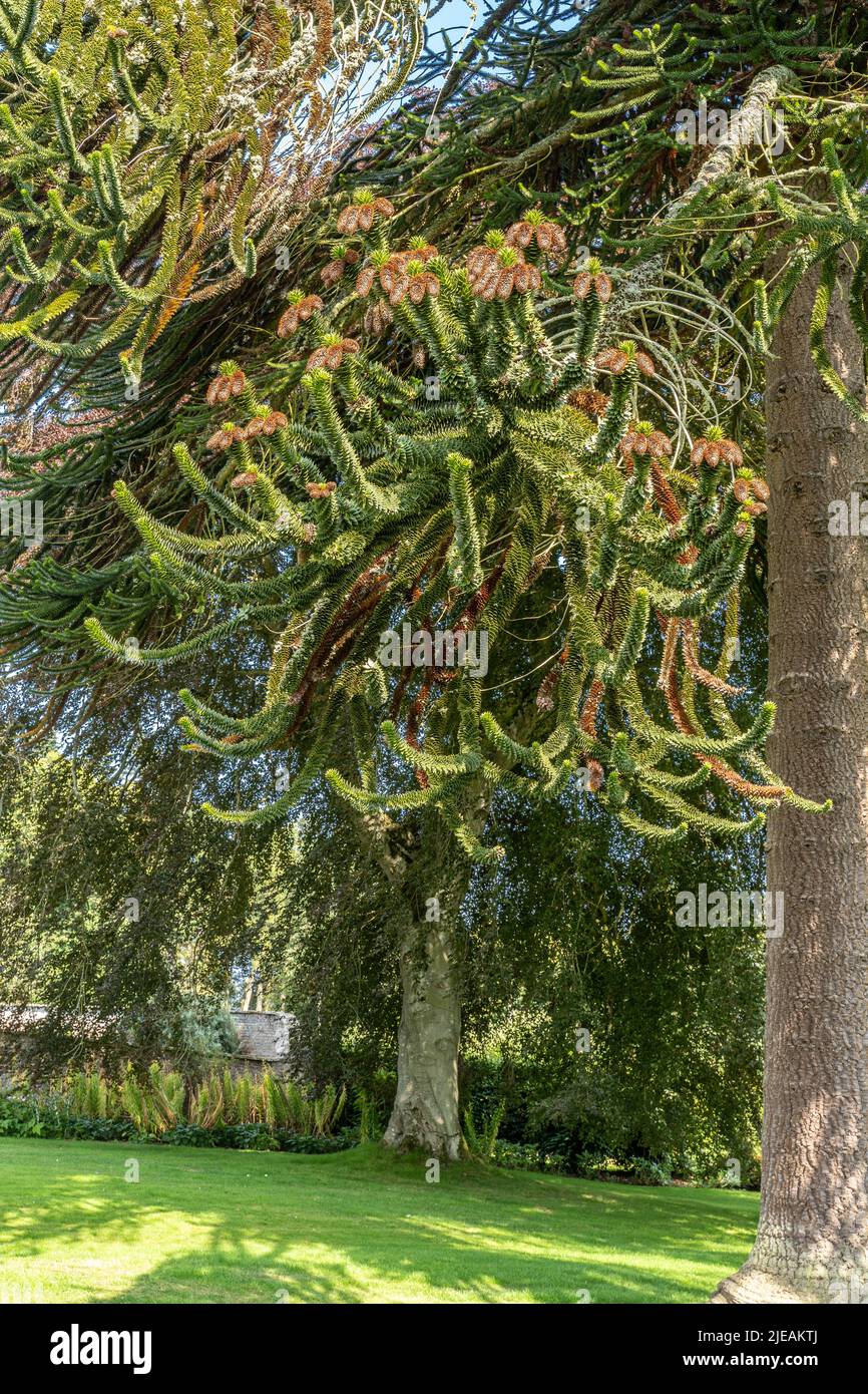 monkey puzzle tree Stock Photo - Alamy