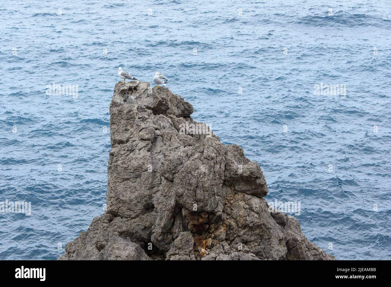 Two seagulls on rock in sea water Stock Photo - Alamy