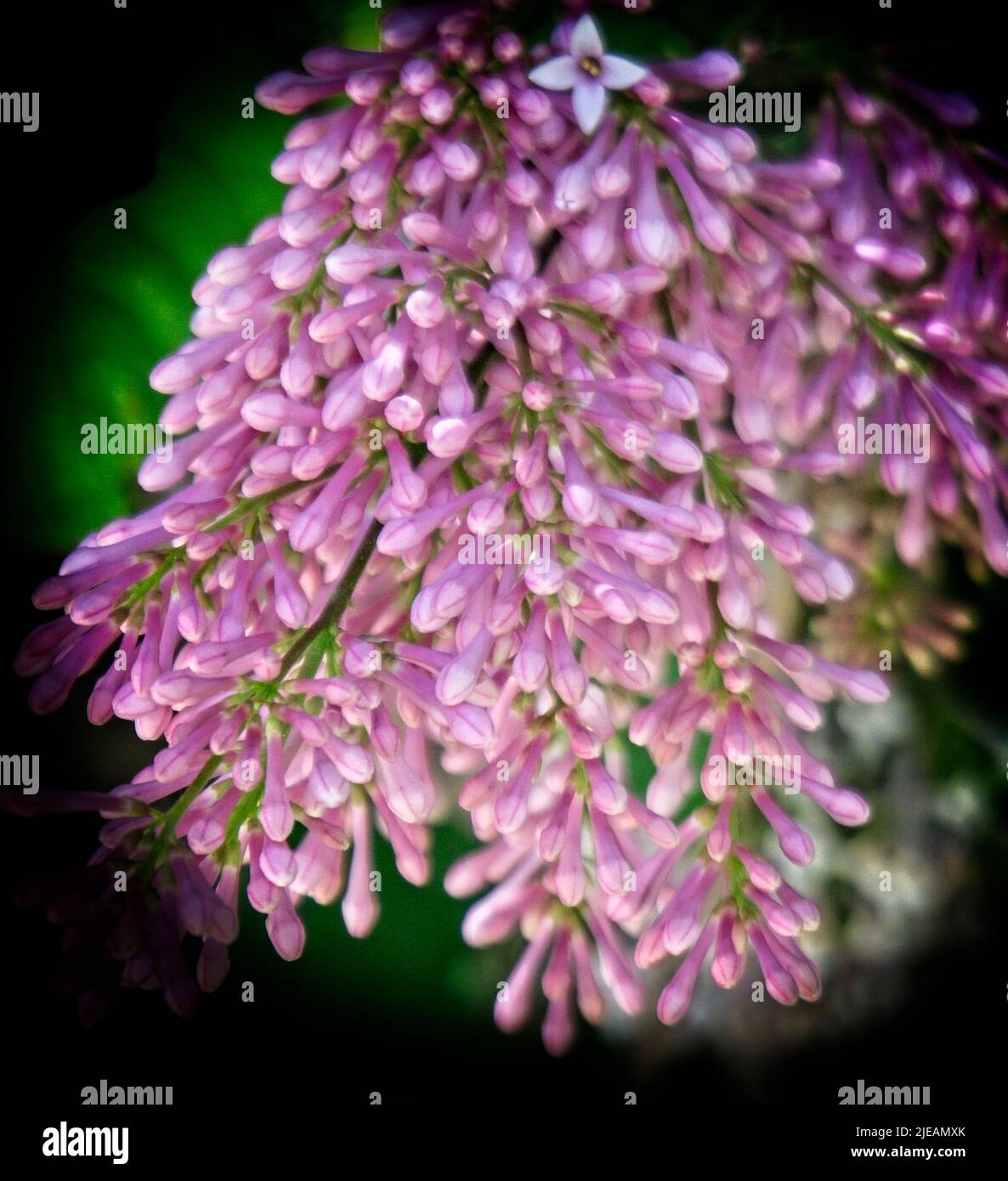 Common summer lilac hi-res stock photography and images - Alamy