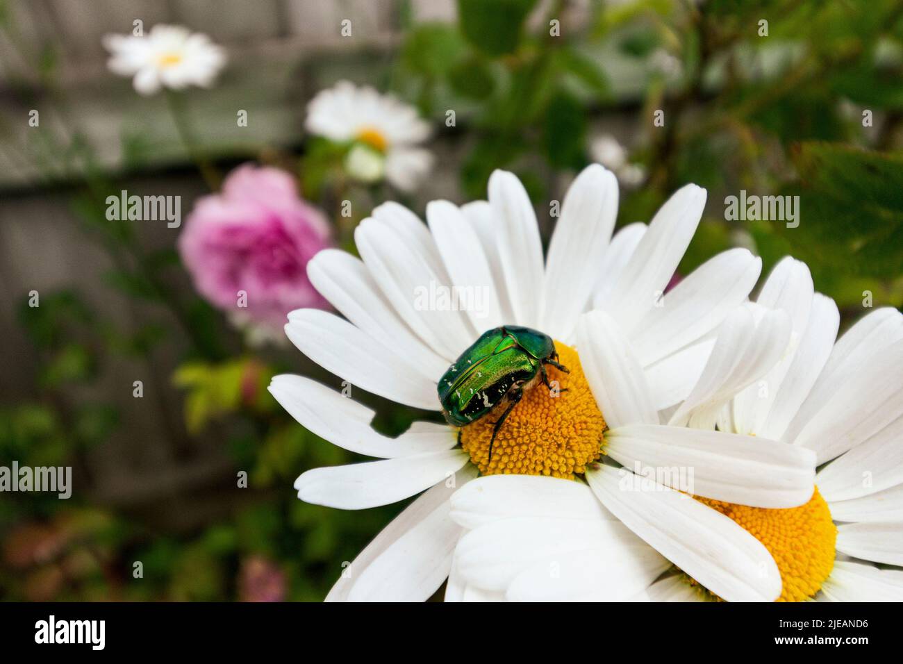 A close up view of a green beetle collecting pollen from a sunflower ...