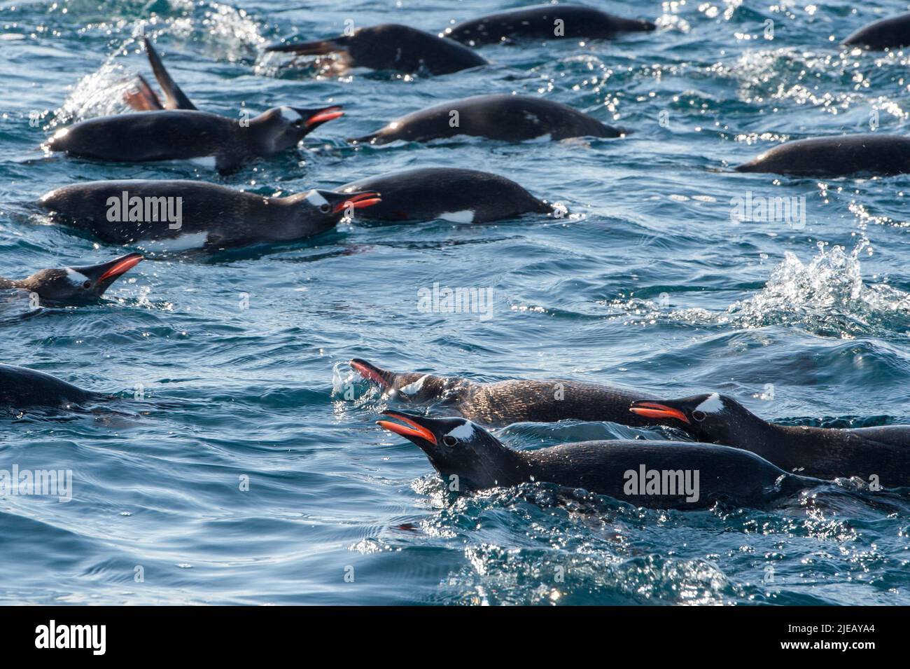 Port Charcot Antarctic peninsula Stock Photo - Alamy