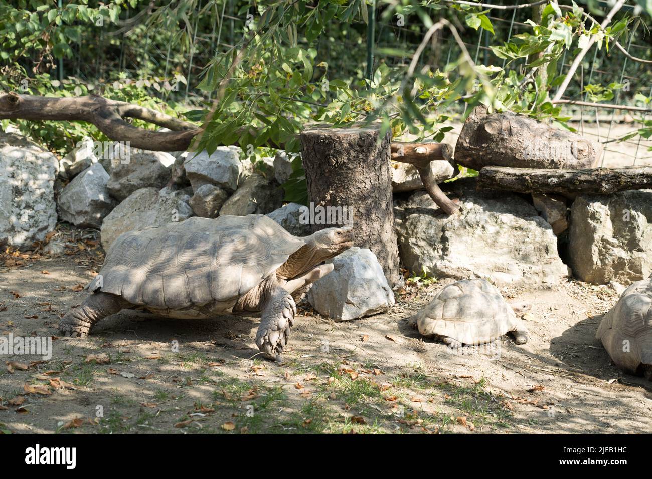 African spurred tortoise hi-res stock photography and images - Alamy