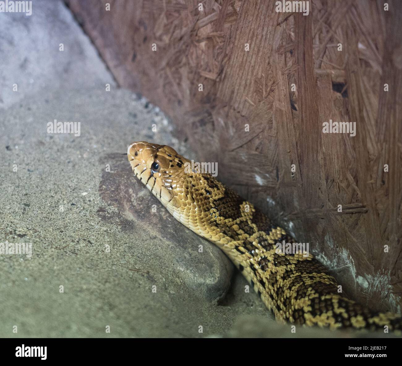 Bullsnake snake hi-res stock photography and images - Alamy