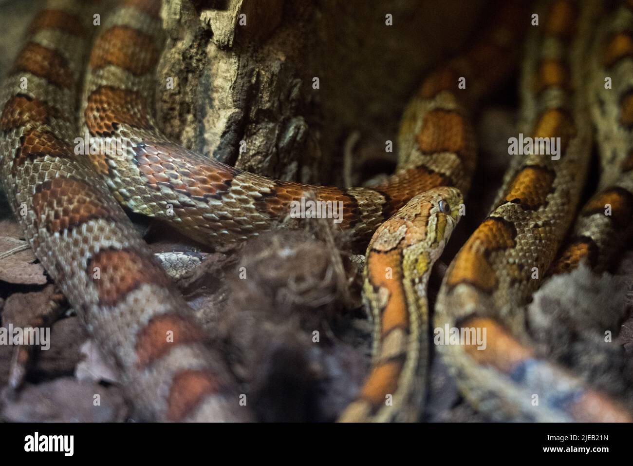 American corn snake hi-res stock photography and images - Alamy