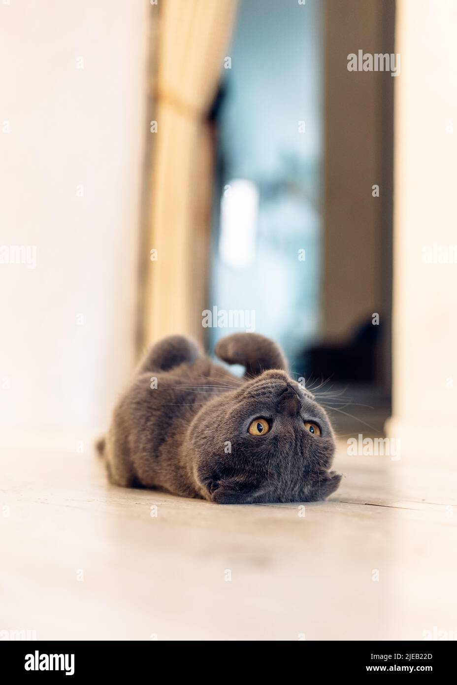 Gray cat lies on its back on a white floor Stock Photo - Alamy
