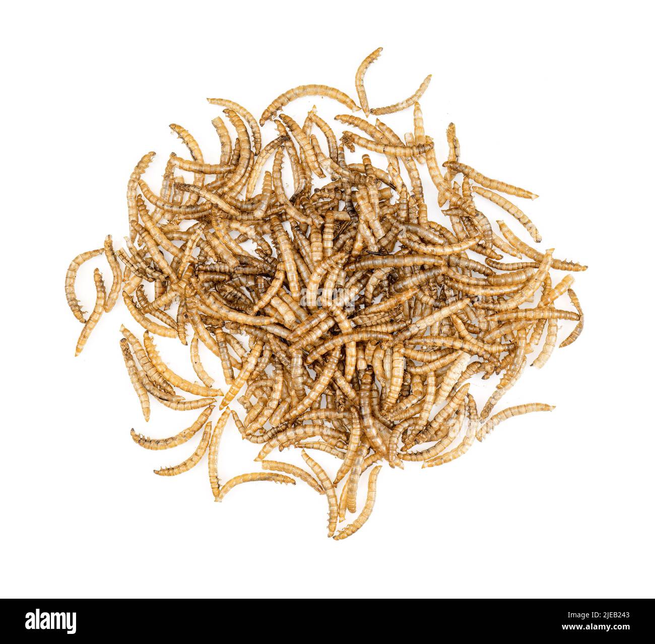 Mealworms background hi-res stock photography and images - Alamy