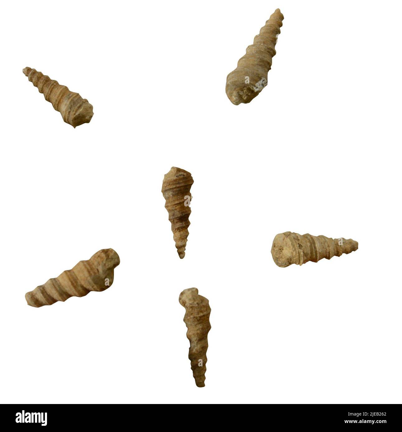 Turritella sp animalia hi-res stock photography and images - Alamy