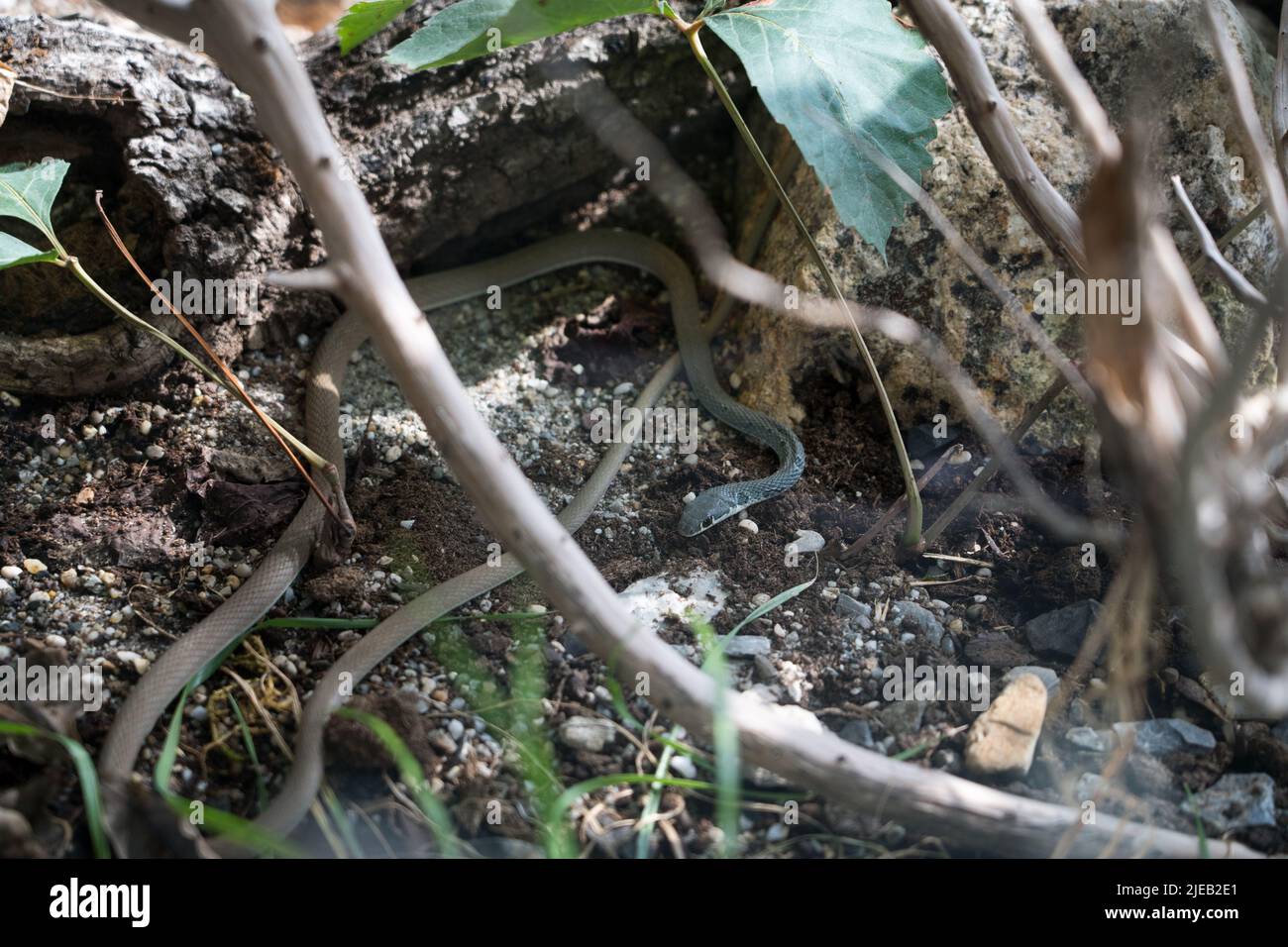 Pygopodidae hi-res stock photography and images - Alamy