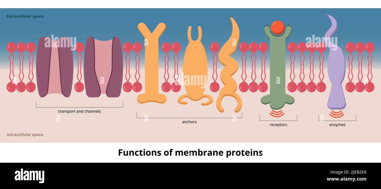 Functions of membrane proteins.Functions of protein visualization ...