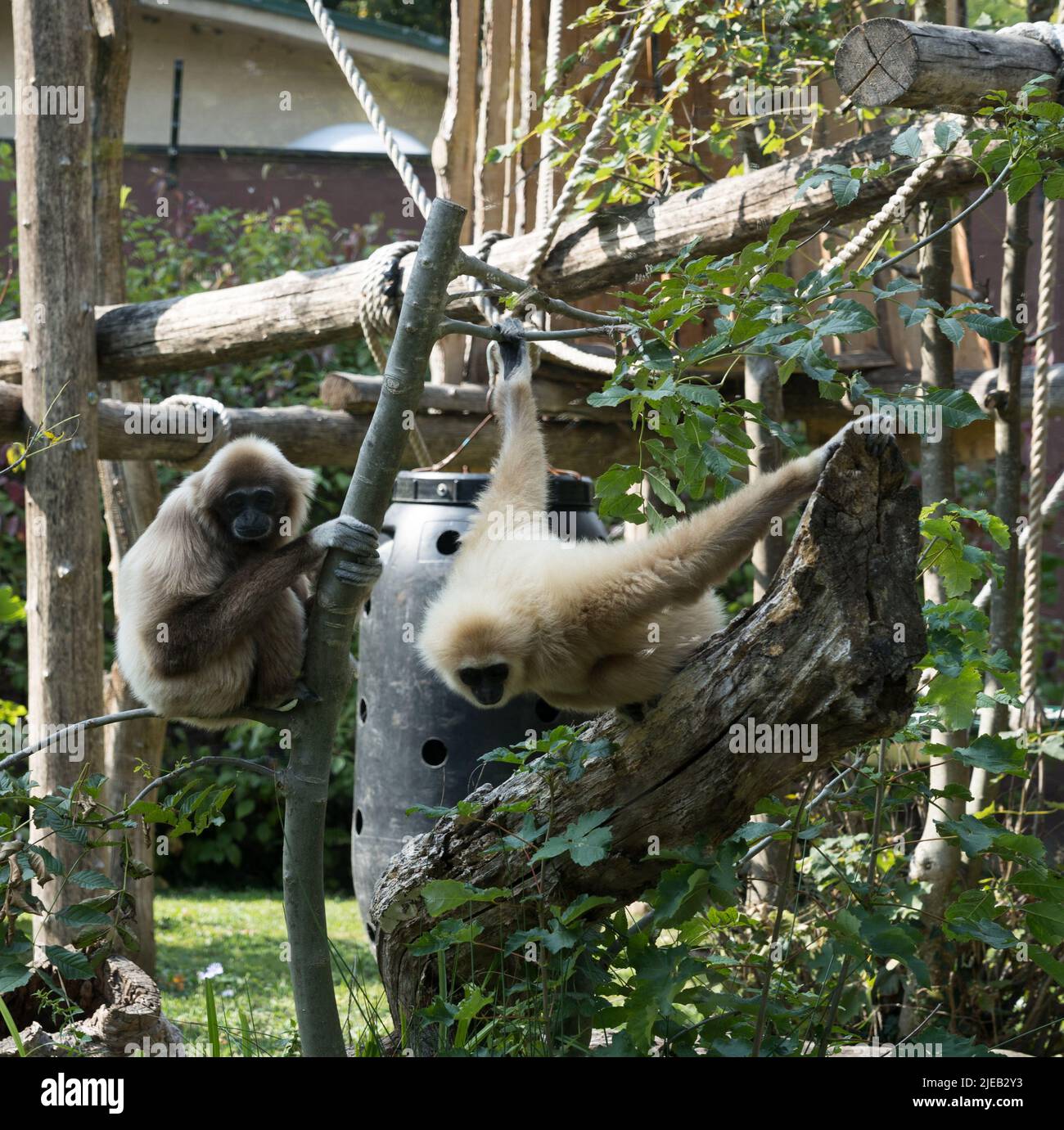Lar gibbon monkey animal hi-res stock photography and images - Alamy