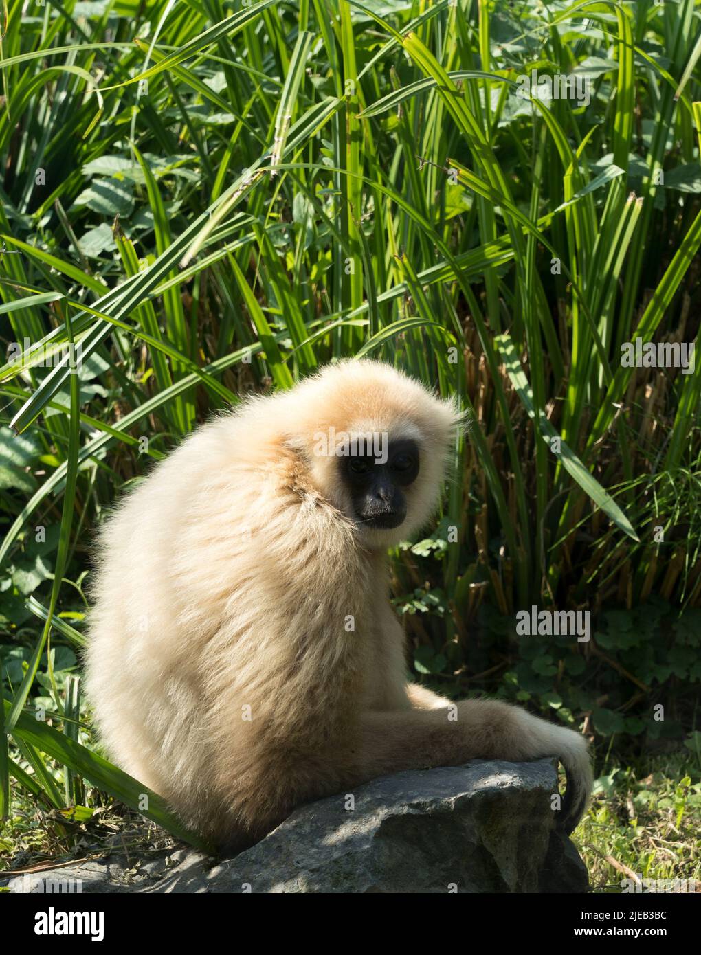 Lar gibbon monkey animal hi-res stock photography and images - Alamy