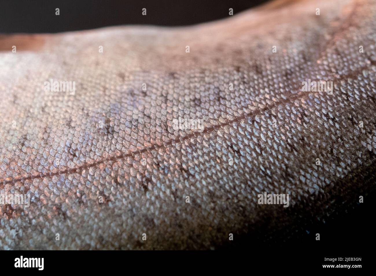Close up of trout fish scale texture Stock Photo - Alamy