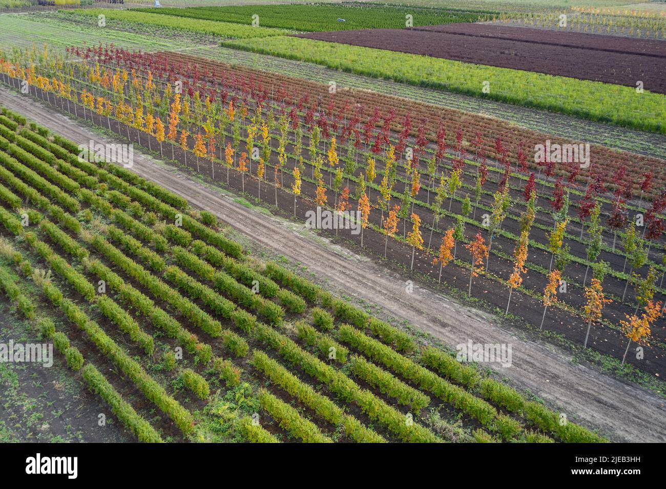 Cultivation trees hi-res stock photography and images - Alamy