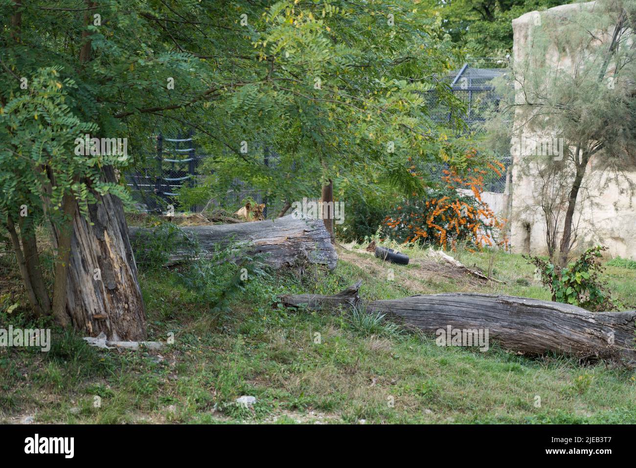 Lions resting on top of the hill Stock Photo - Alamy