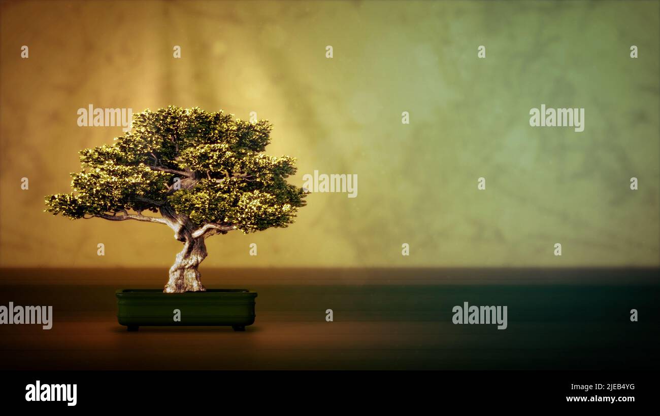 Japanese bonsai tree in dark room with empty space on side - nature 3D ...