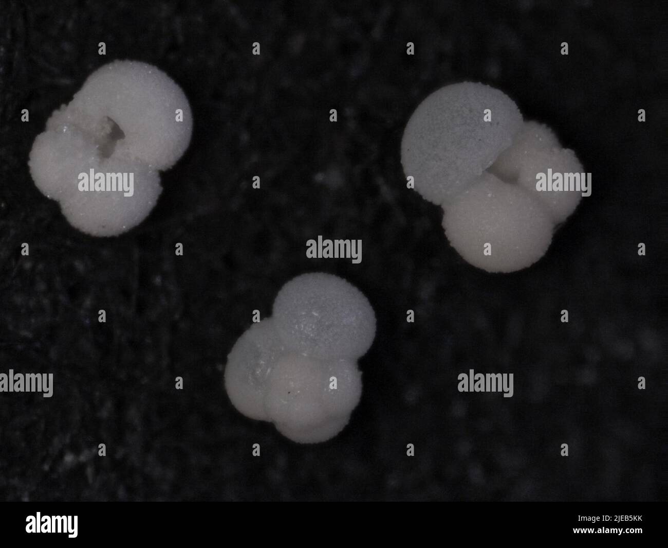 Subbotina eocaena von guembel hi-res stock photography and images - Alamy