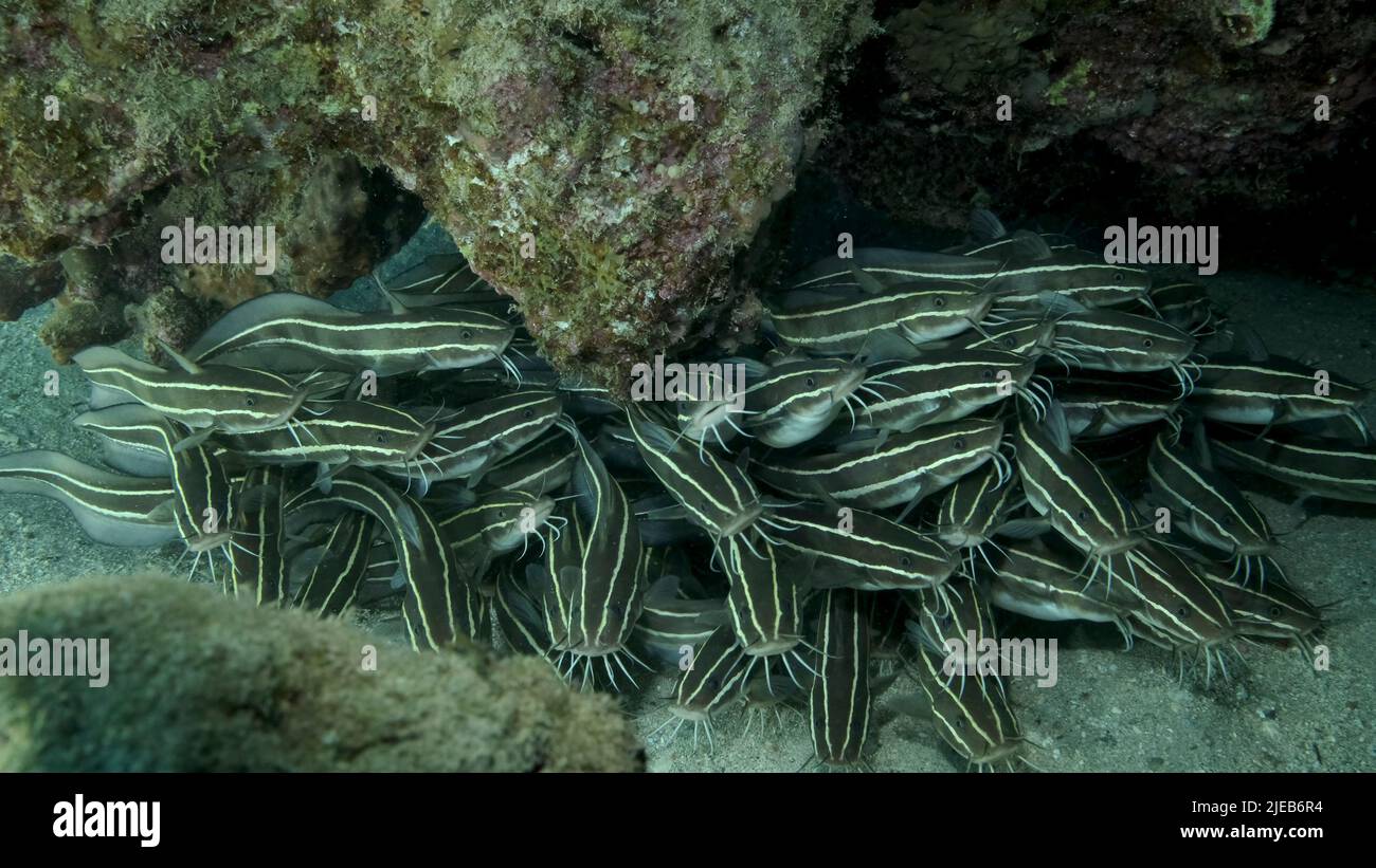 Red Sea, Egypt. 26th June, 2022. School of Striped Catfish are hiding ...