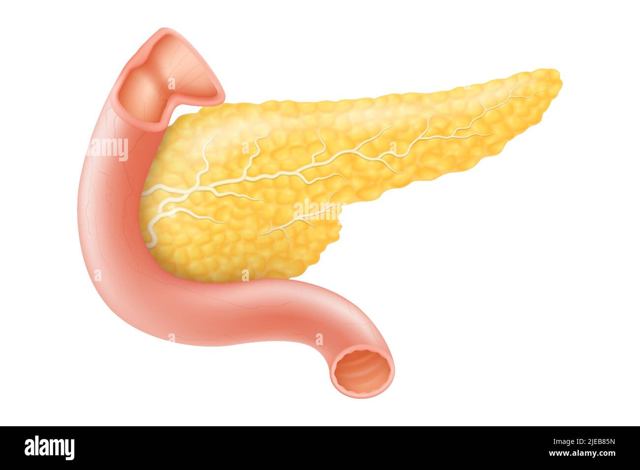 Pancreas, human internal organ anatomy vector Illustration on a white ...
