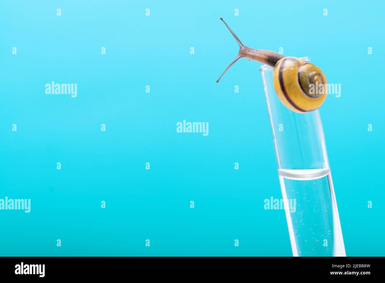 A snail with a bright shell on a chemical test tube. Chemical test tube ...