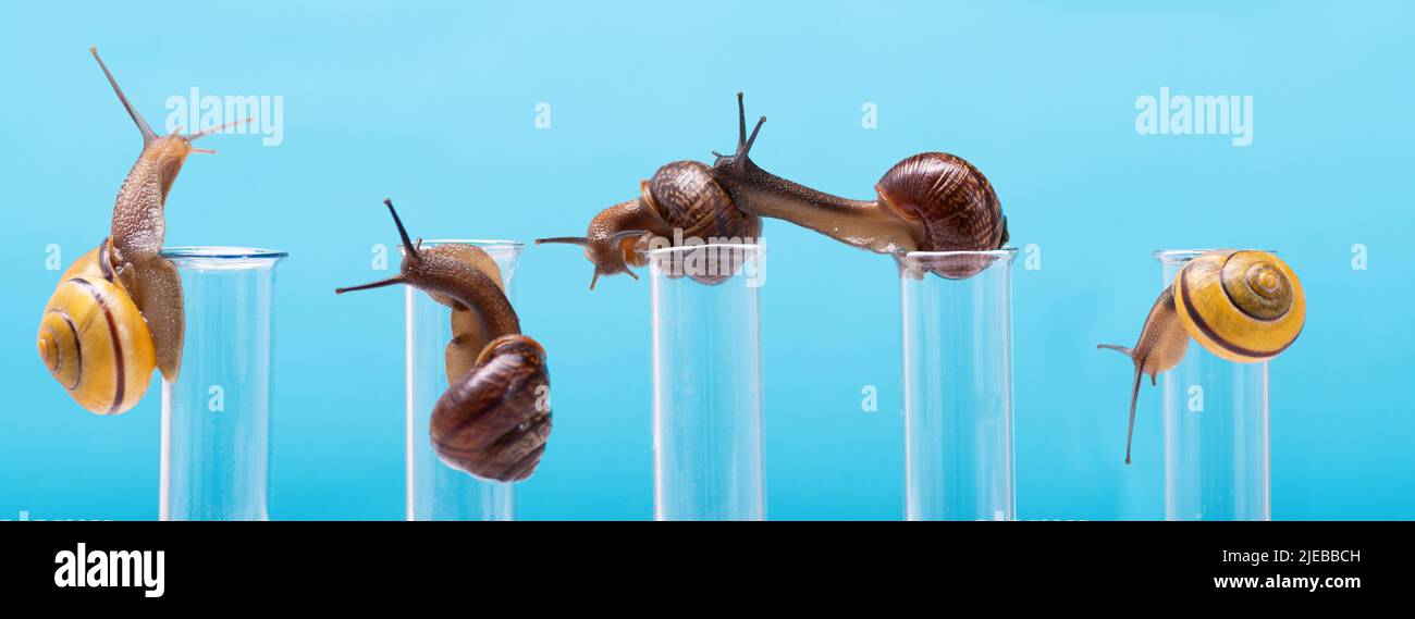 Many snails on chemical test tubes. Obtaining snail mucin in ...