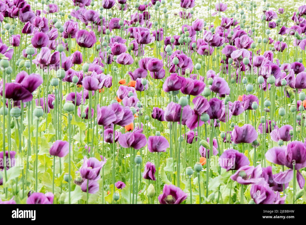 opium poppy field in Northumberland Stock Photo - Alamy