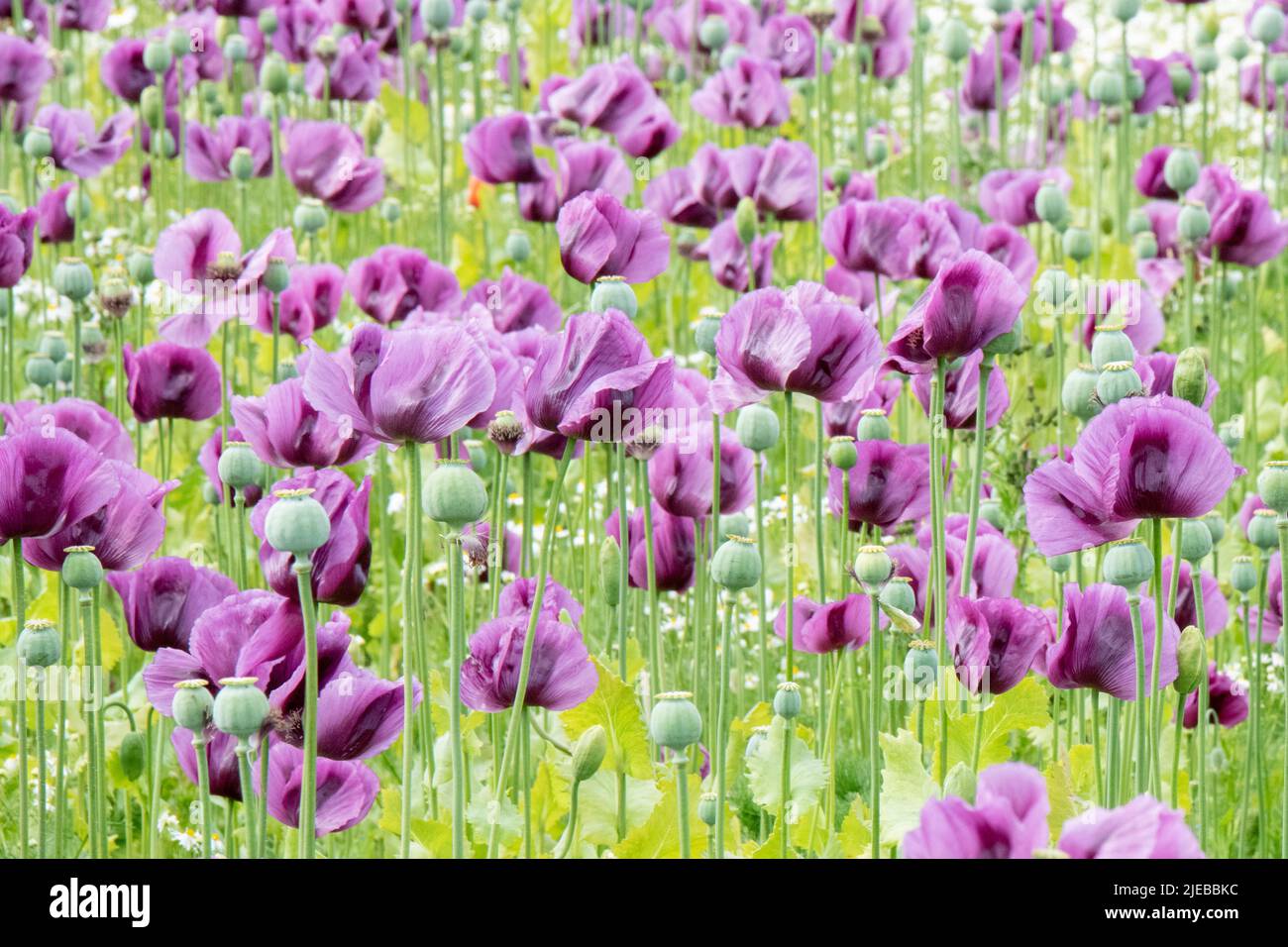 opium poppy field in Northumberland Stock Photo - Alamy