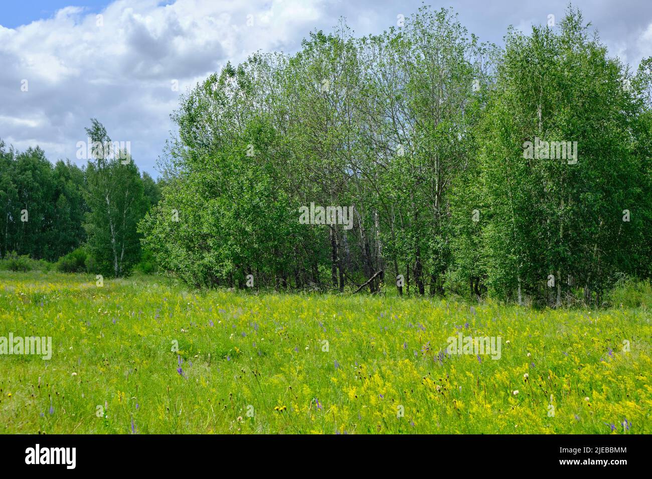 Forest clearing with flowering grasses background birch forest Stock ...