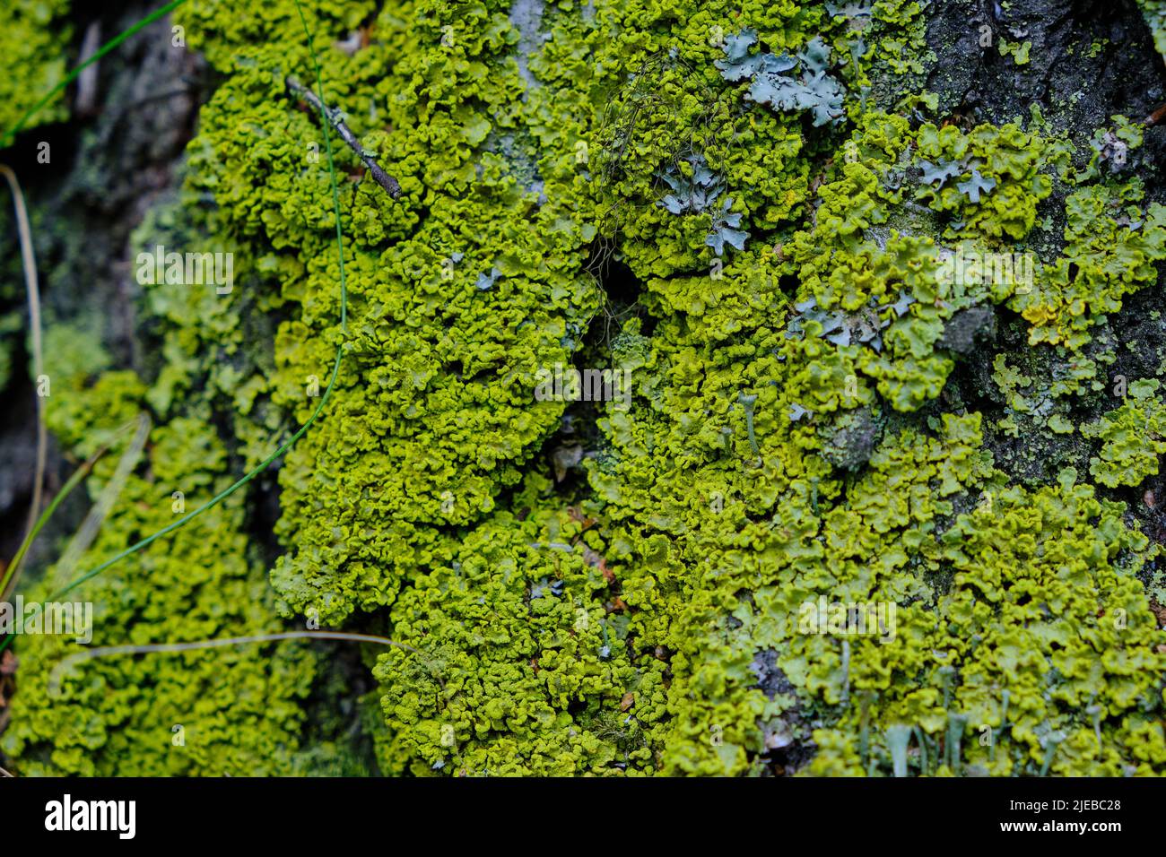 Green moss on bark tree closeup Stock Photo - Alamy