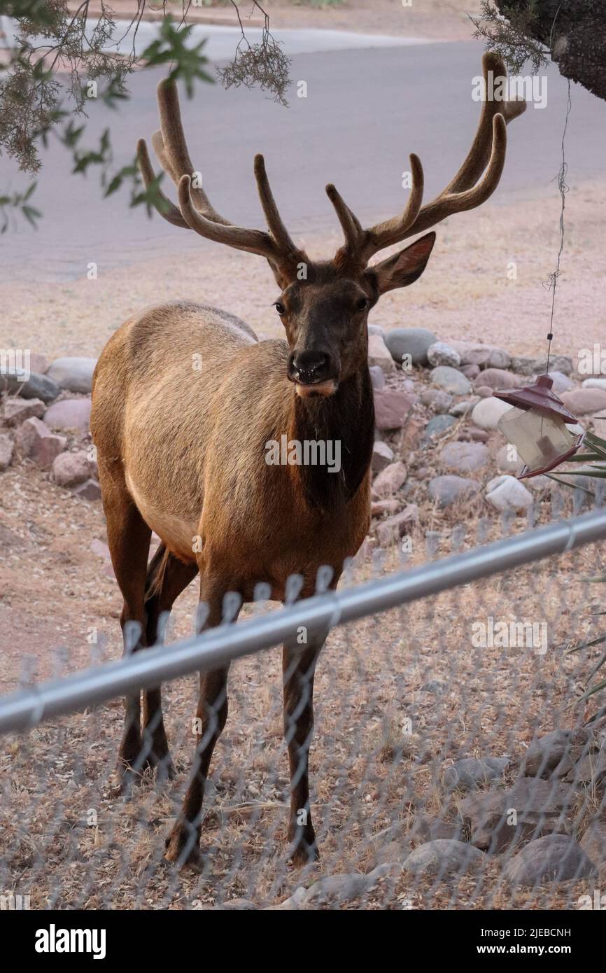 Male elk or Cervus canadensis standing in a yard in Payson, Arizona ...