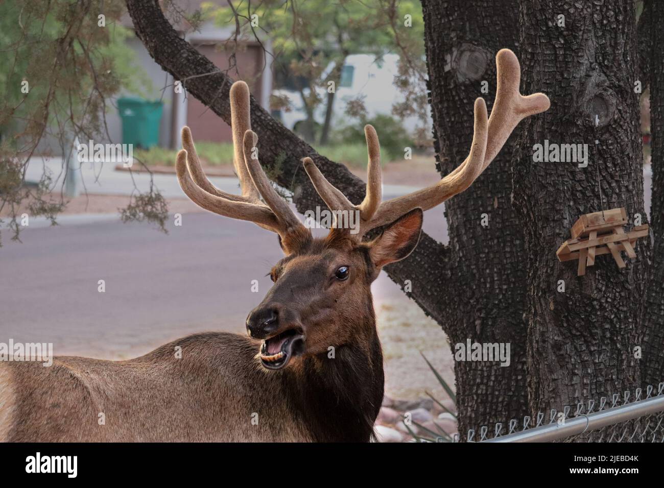 Male elk hi-res stock photography and images - Alamy