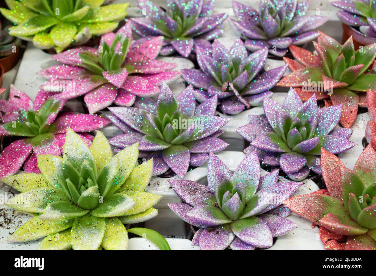 A large set of succulents small plants. Flower shop. Succulents painted ...