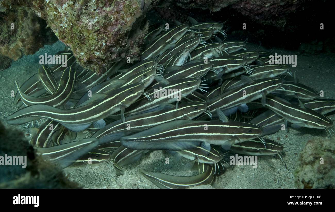 Inside school tropical fishes red hi-res stock photography and images ...