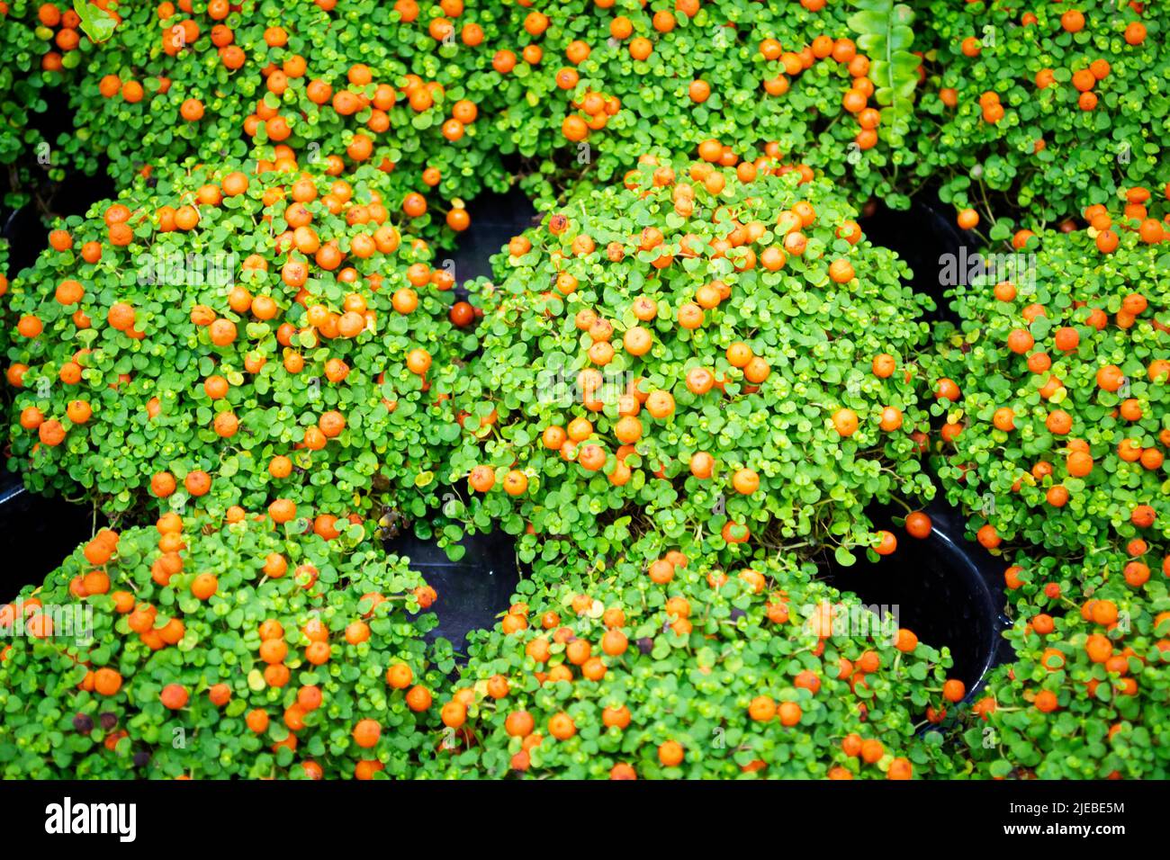 Potted winter cherry plants or Jerusalem cherry solanum pseudocapsicum ...