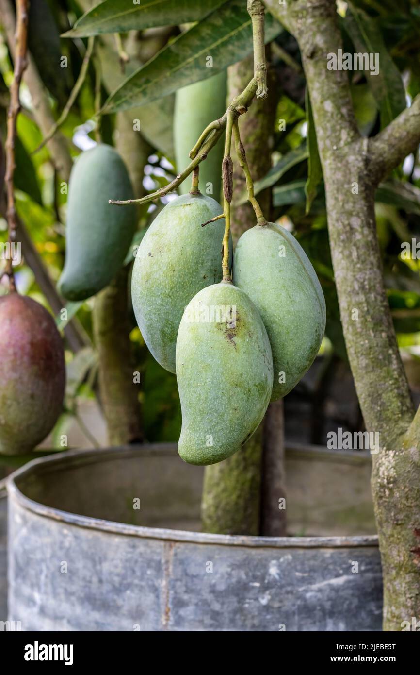 A bunch of raw green mangoes hanging on a young tree Stock Photo - Alamy