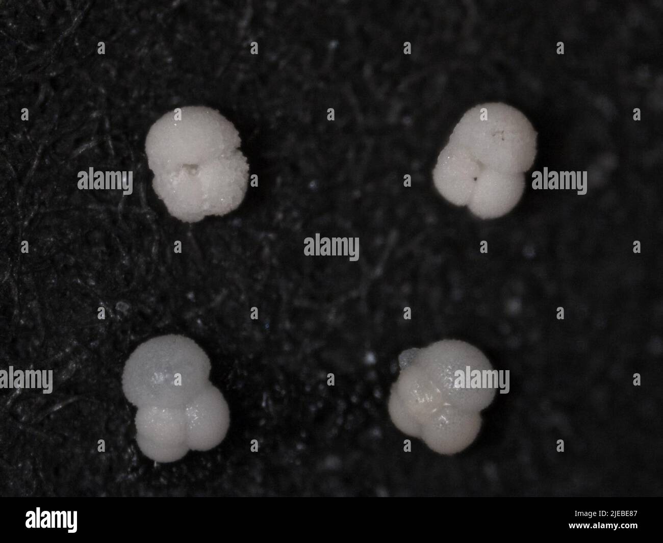 Subbotina eocaena von guembel hi-res stock photography and images - Alamy