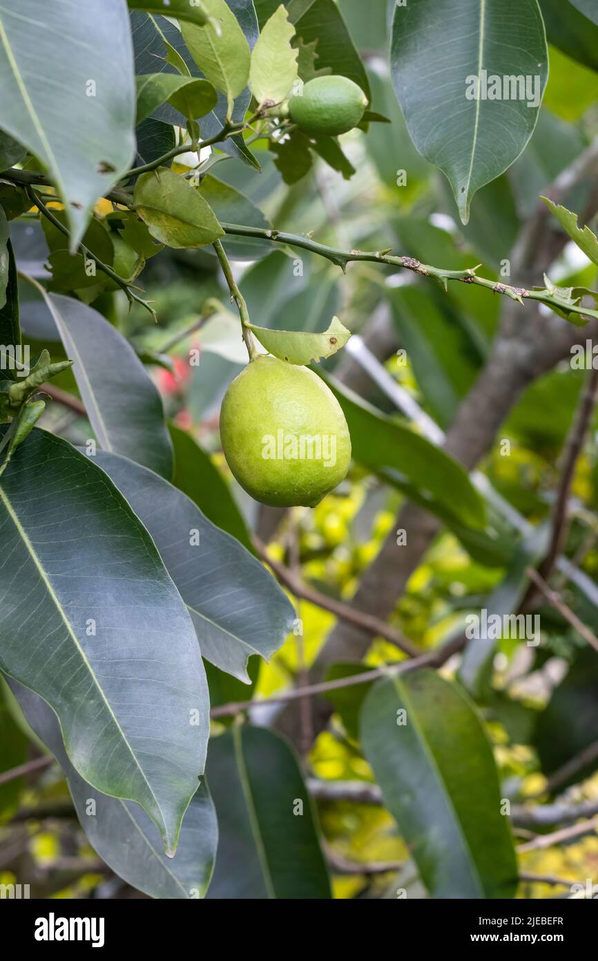 A lemon branch with an organic lemon inside of the garden Stock Photo ...