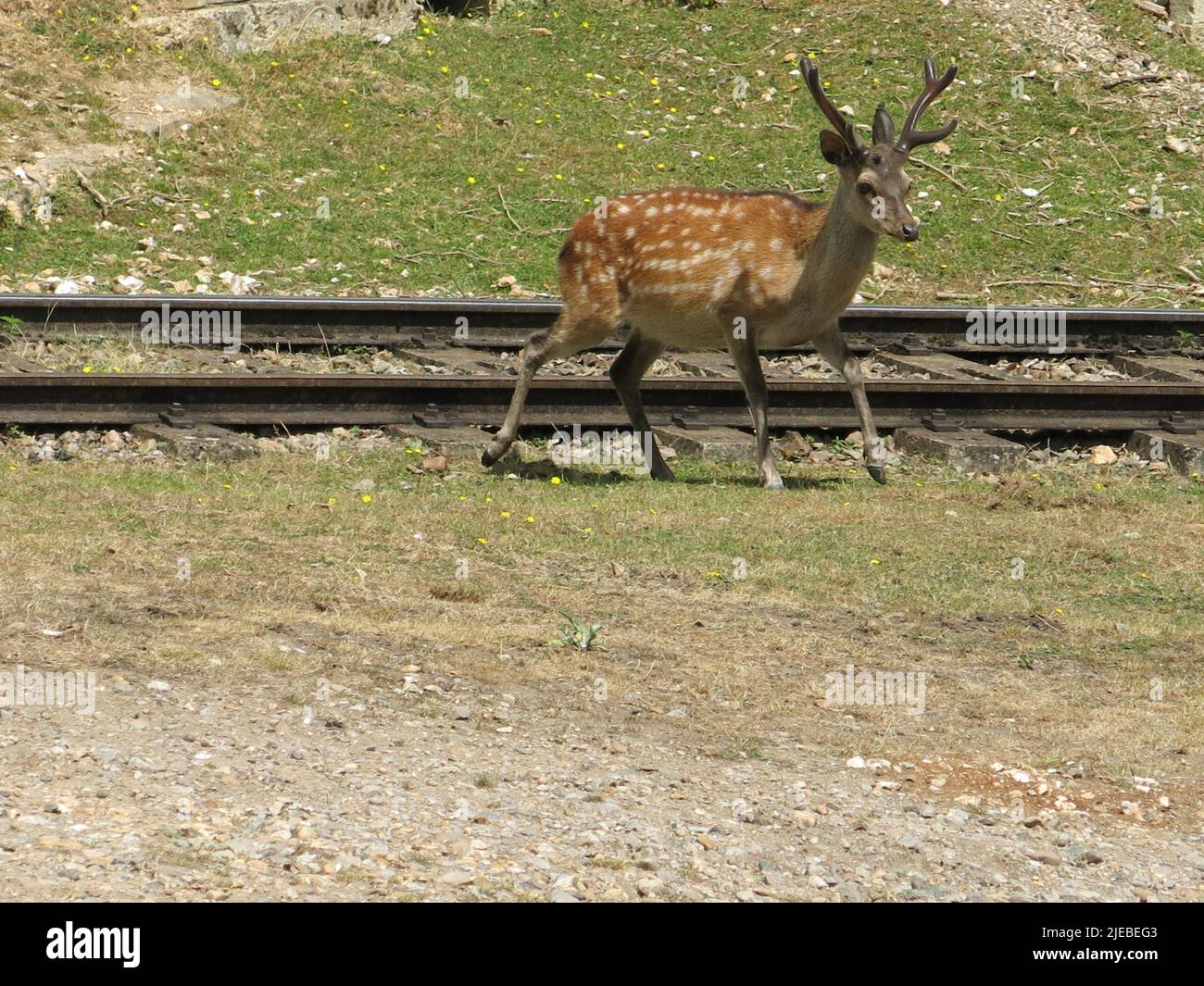 Deer freely roam the grounds of Fawley Hall & cross the railway tracks ...