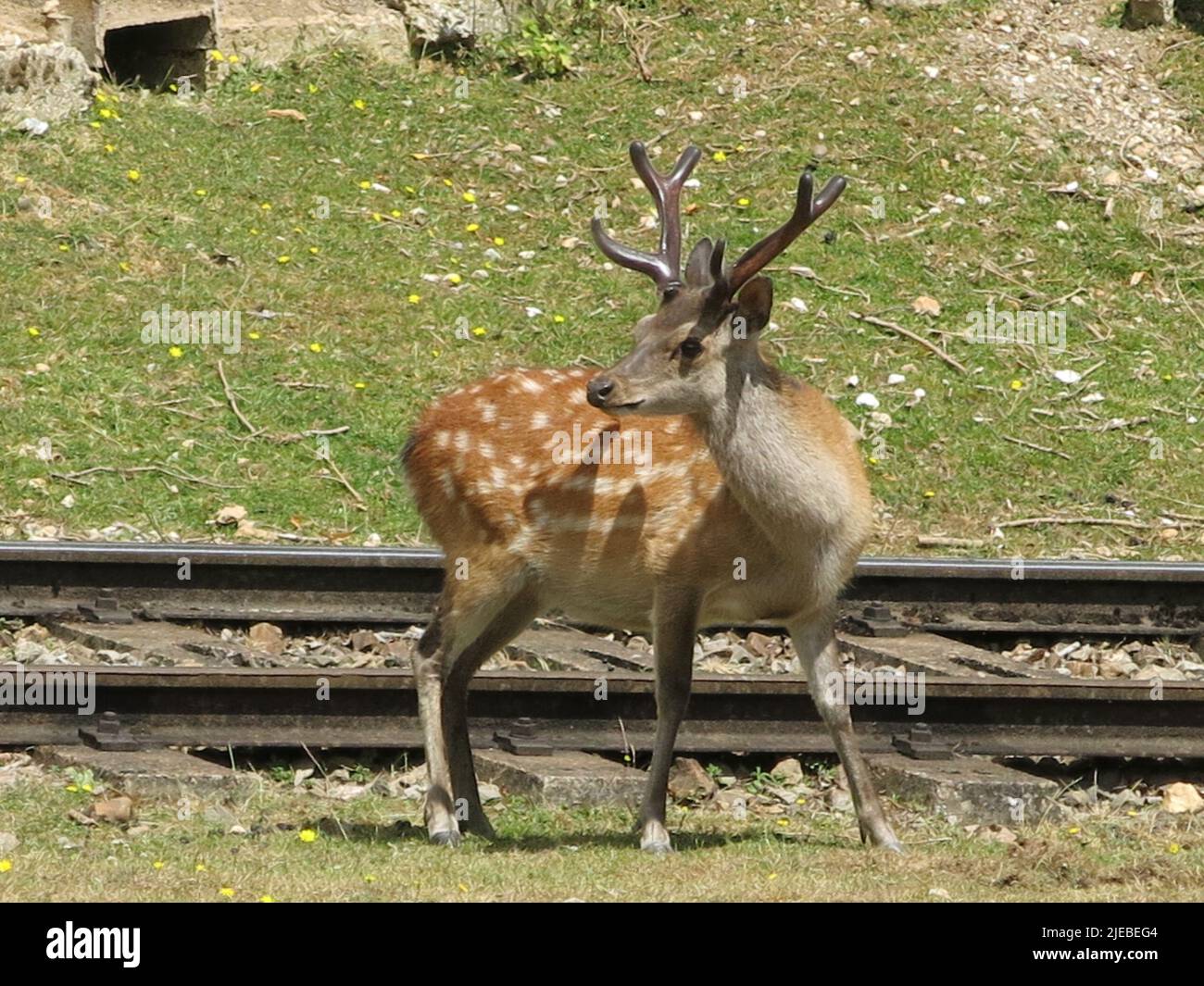 Deer freely roam the grounds of Fawley Hall & cross the railway tracks ...