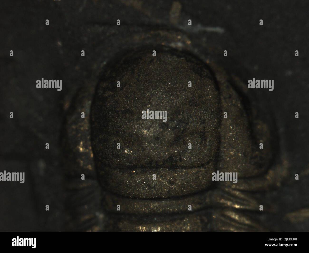 Trilobite triarthrus hi-res stock photography and images - Alamy