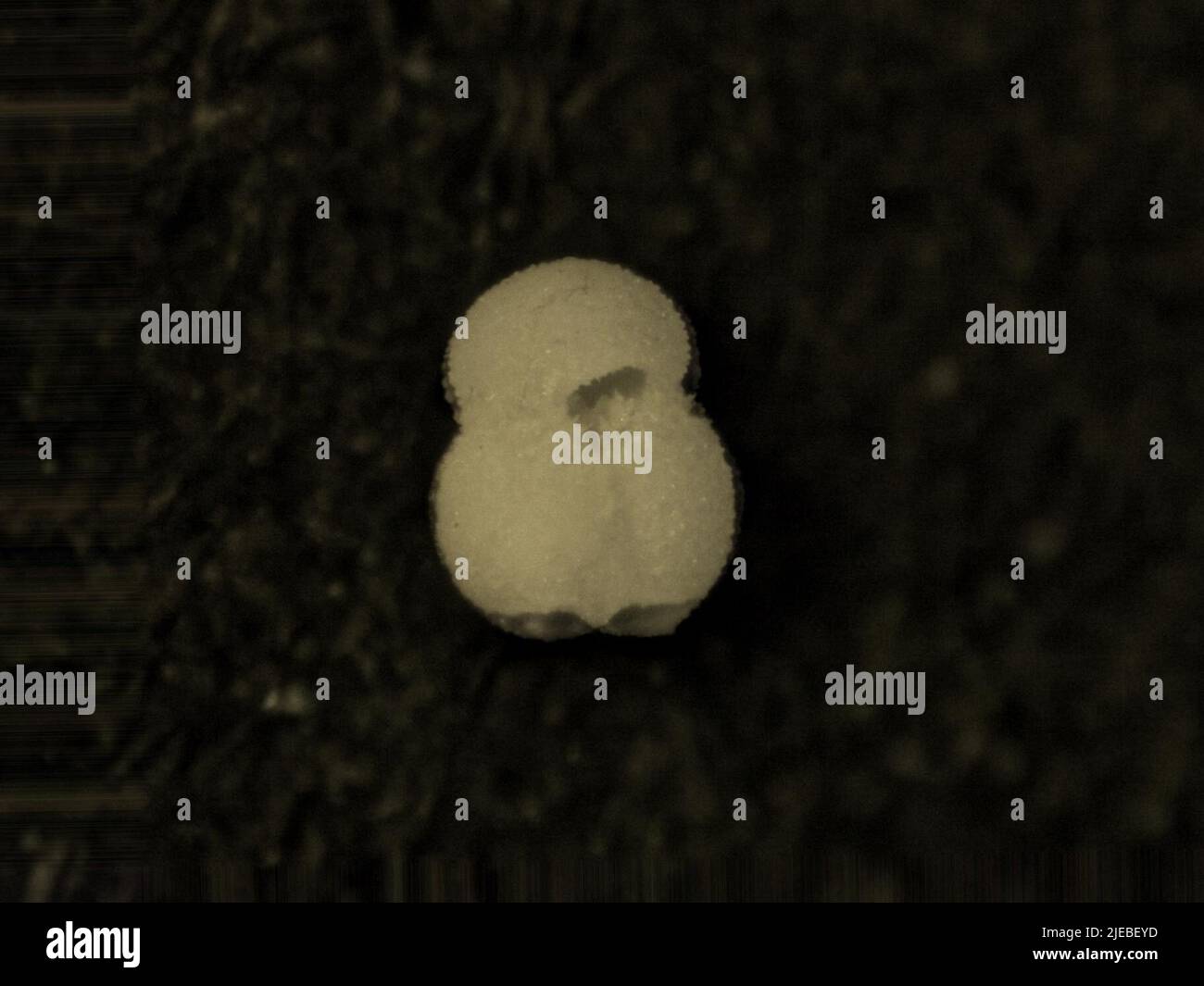 Subbotina eocaena von guembel hi-res stock photography and images - Alamy