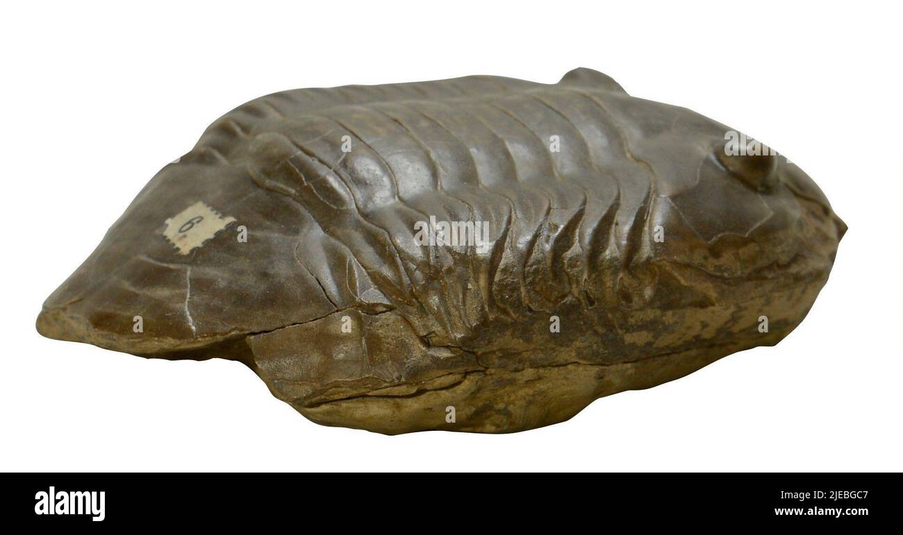 Isotelus hi-res stock photography and images - Alamy