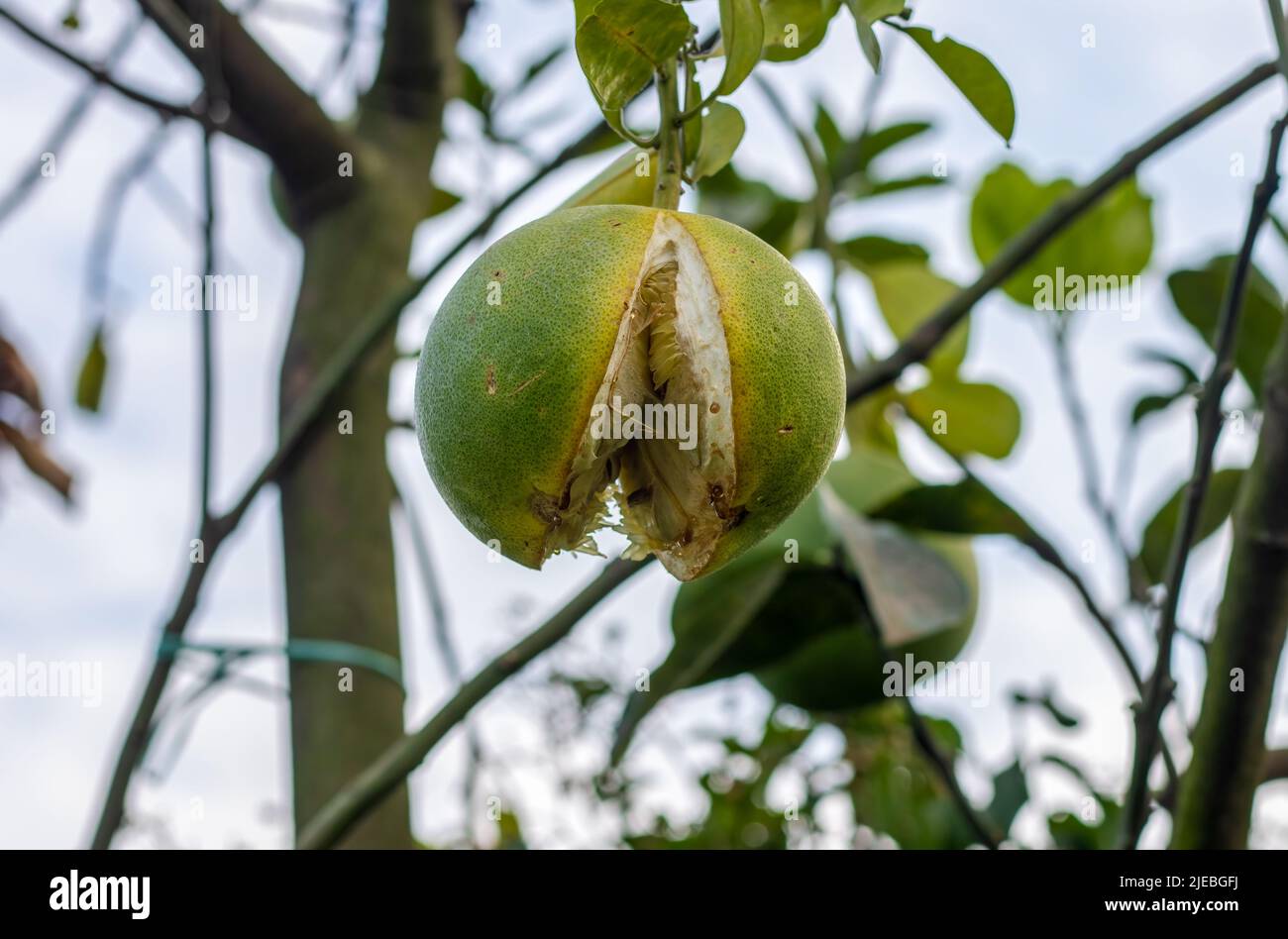 Shaddock fruit hi-res stock photography and images - Alamy