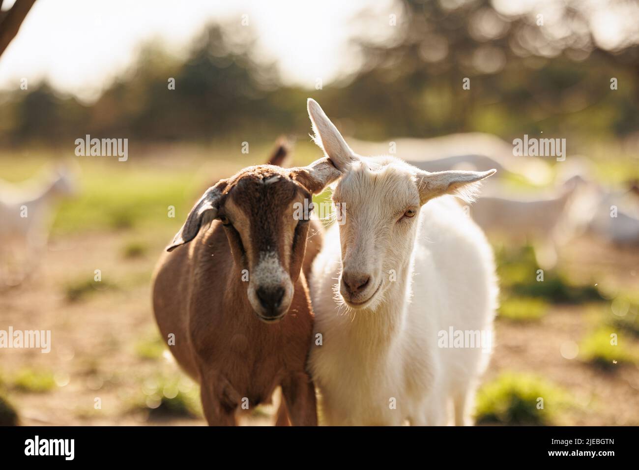 Cattle farming. Potrait of domestic goats in the eco farm. Farm ...