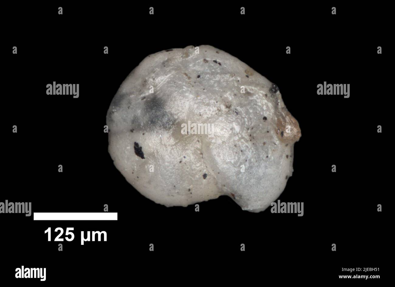 Pullenia dakotensis Mello, 1969 Stock Photo - Alamy