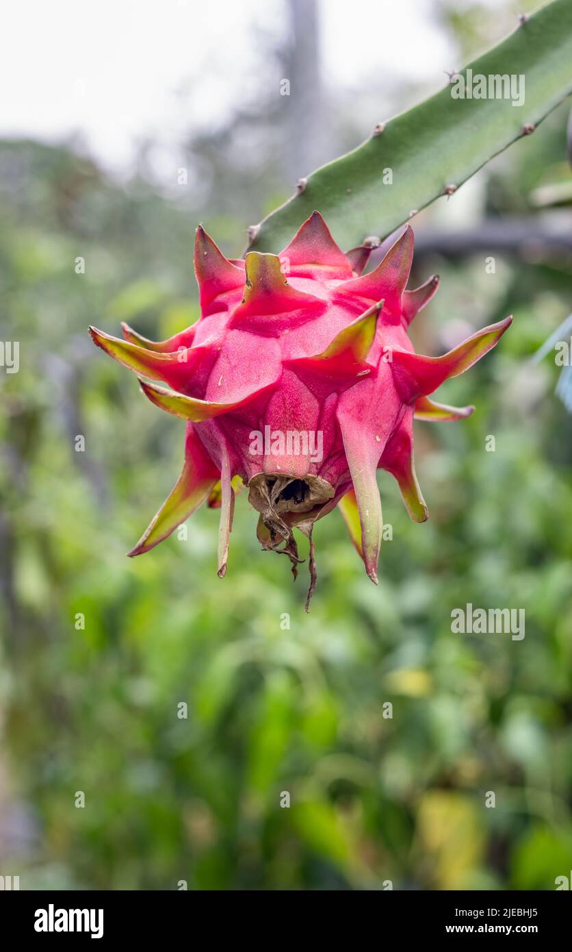 Growing a red dragon fruit or pitaya on a branch close up Stock Photo ...