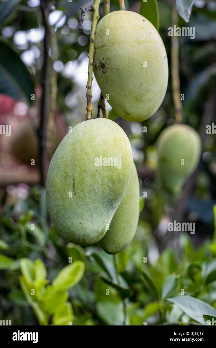 A bunch of delicious mature mango hanging on the tree inside of a home ...